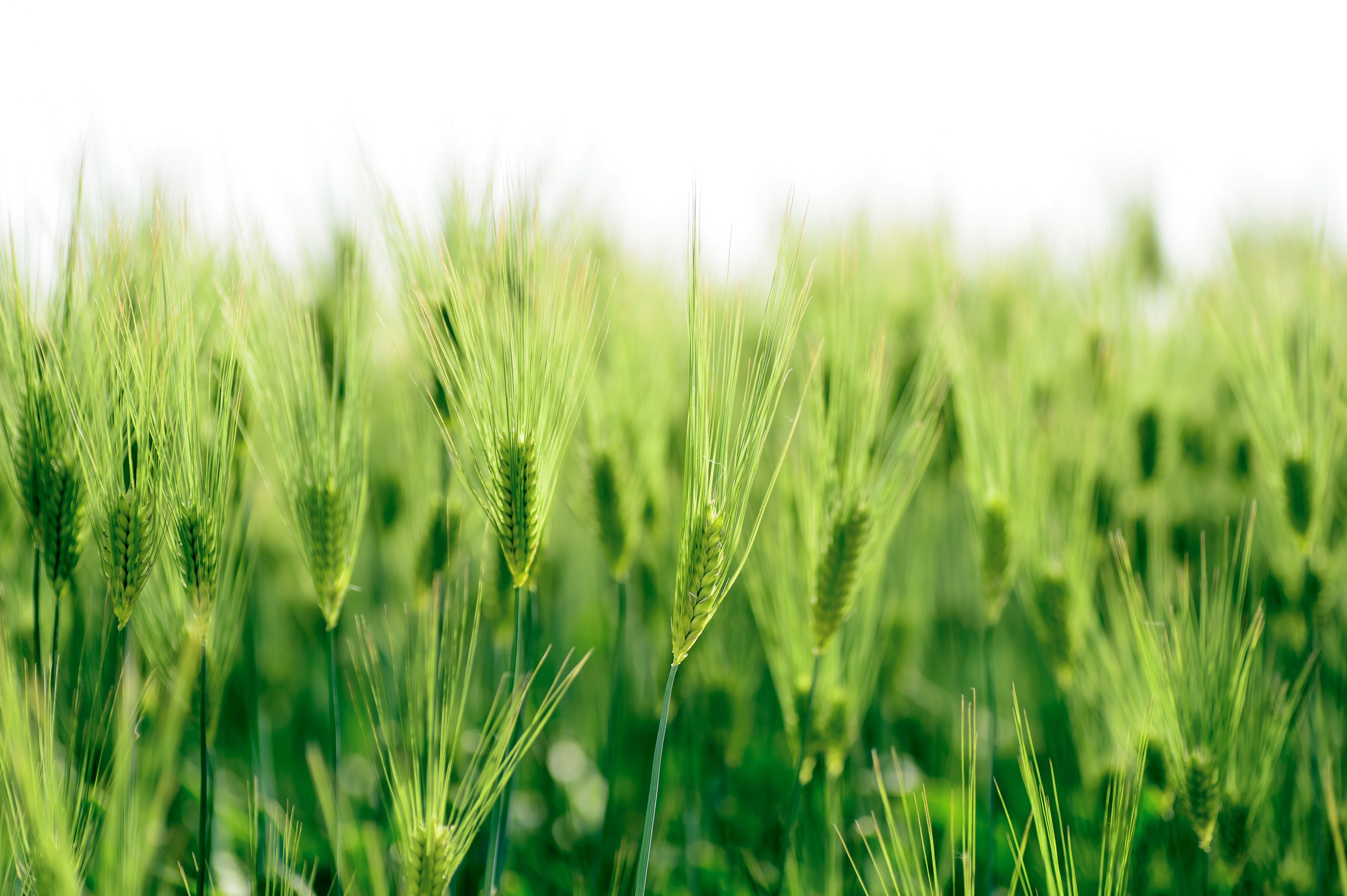 1366x768 wallpaper | green grass field | Peakpx 1366x768 wallpaper | green grass field | Peakpx